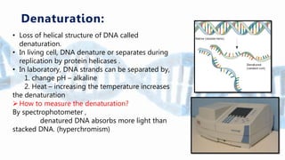 Tm of DNA - melting temperature of DNA | PPTX