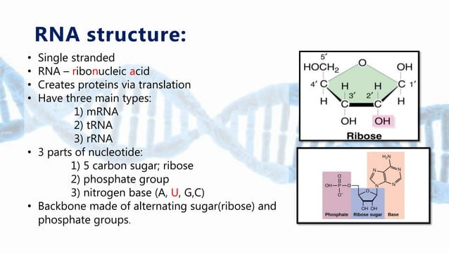 Tm of DNA - melting temperature of DNA | PPTX | Chemistry | Science