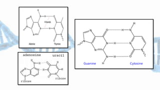 Tm of DNA - melting temperature of DNA | PPTX