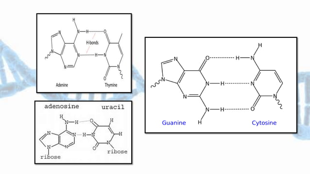 Tm of DNA - melting temperature of DNA | PPTX | Chemistry | Science