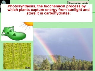 photosynthesis | PPT