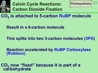 photosynthesis | PPT