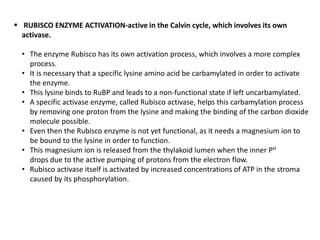 Melvin calvin cycle | PPTX