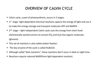 Melvin calvin cycle | PPTX