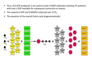 Calvin Cycle Equation