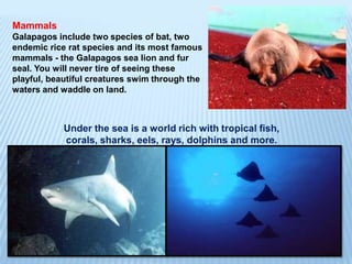 Galapagos Island by Meliza Yunga | PPTX