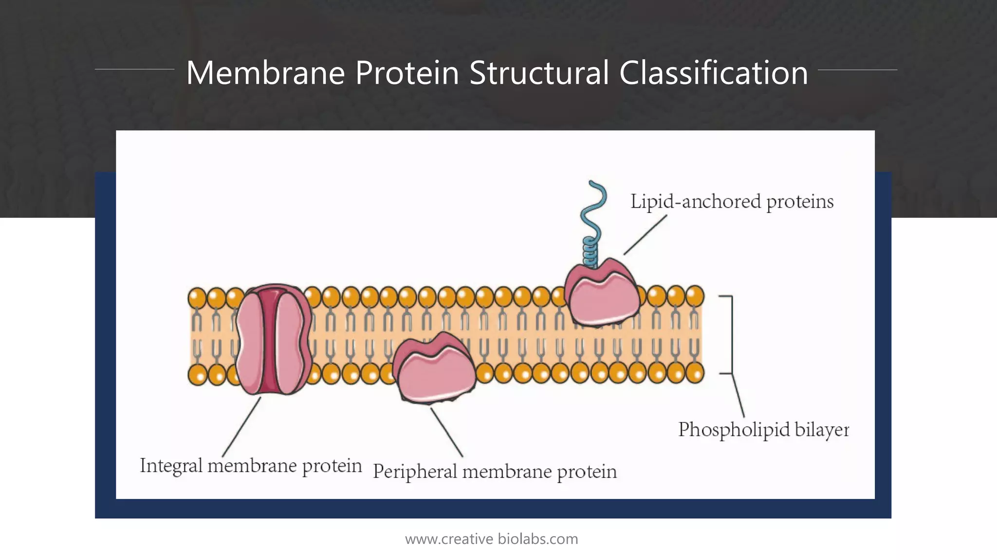 Membane Protein Overview | PPT | Chemistry | Science