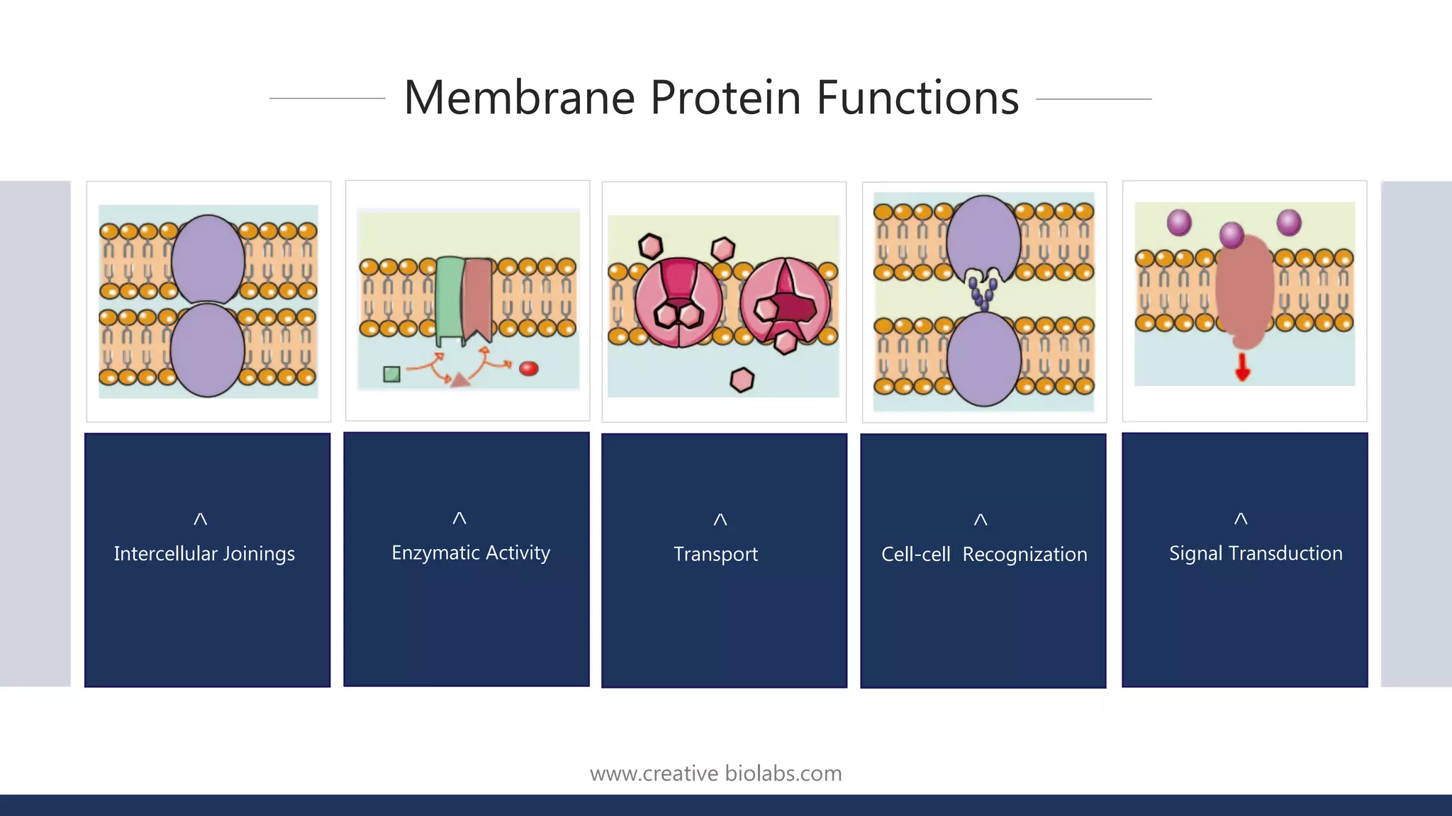 Membane Protein Overview | PPT | Chemistry | Science