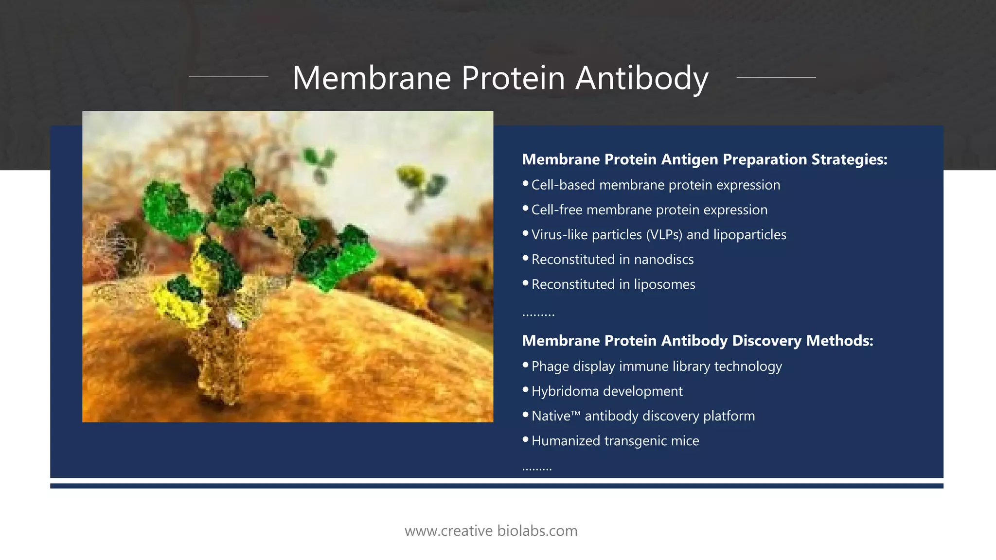 Membane Protein Overview | PPT | Chemistry | Science
