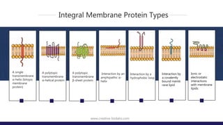 Membane Protein Overview | PPT