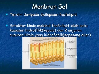 Membran Sel Dan Fungsinya | PPT