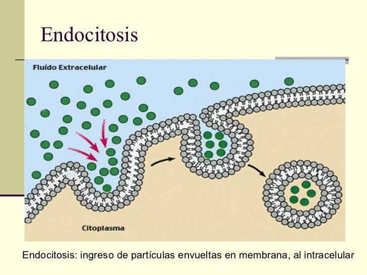 Endocitosis