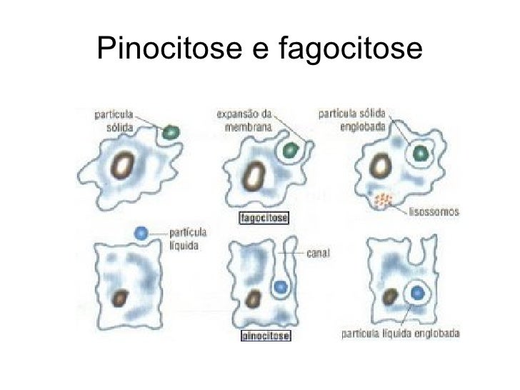 Membrana PlasmáTica E Organelas