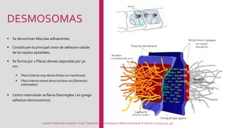 union dermoepidermica | PPTX
