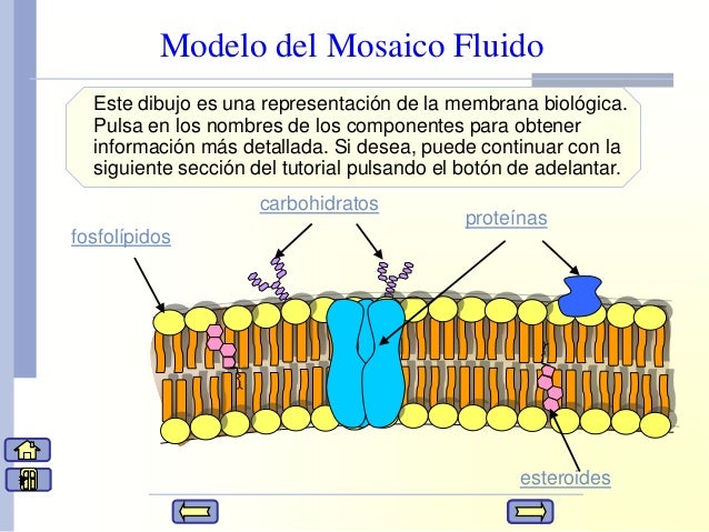 Modelo De Mosaico Fluido 3d