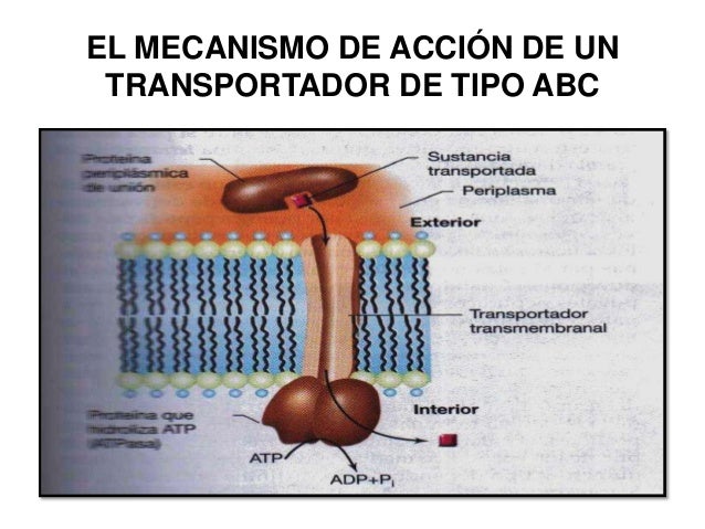 Membrana celular