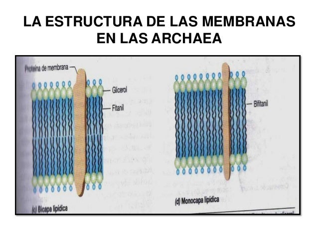 Membrana Celular