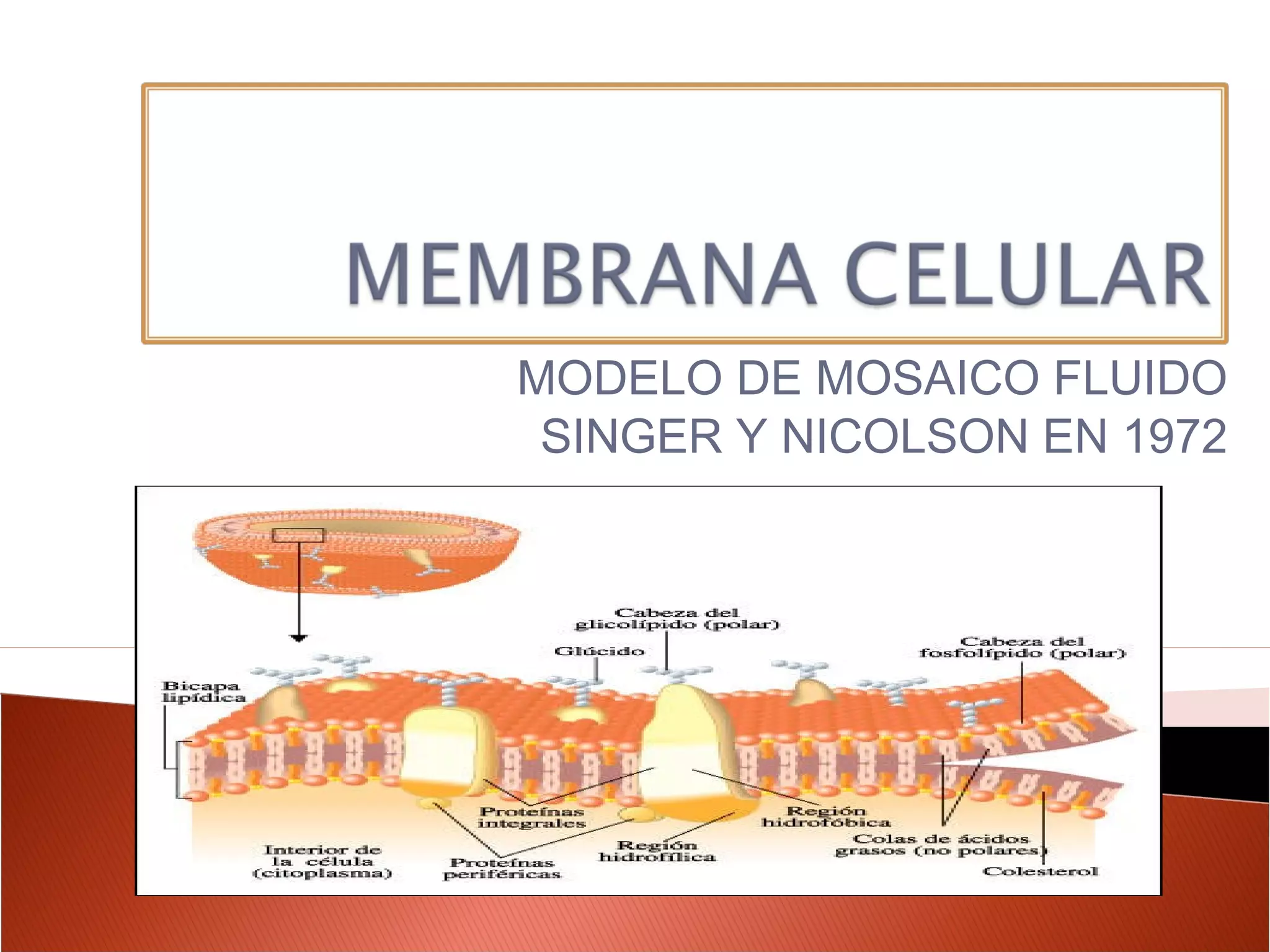 Membrana celular | PPT