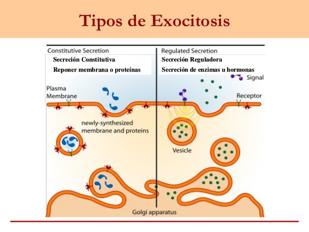 Endocitosis Y Fagocitosis