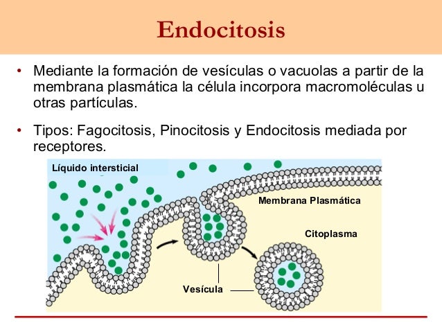 Endocitosis Ejemplos
