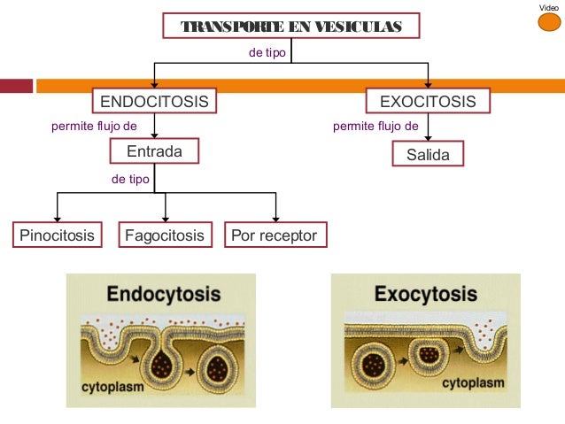 Endocitosis Y Fagocitosis