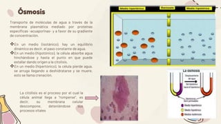 Membrana celular y transporte de células | PPSX