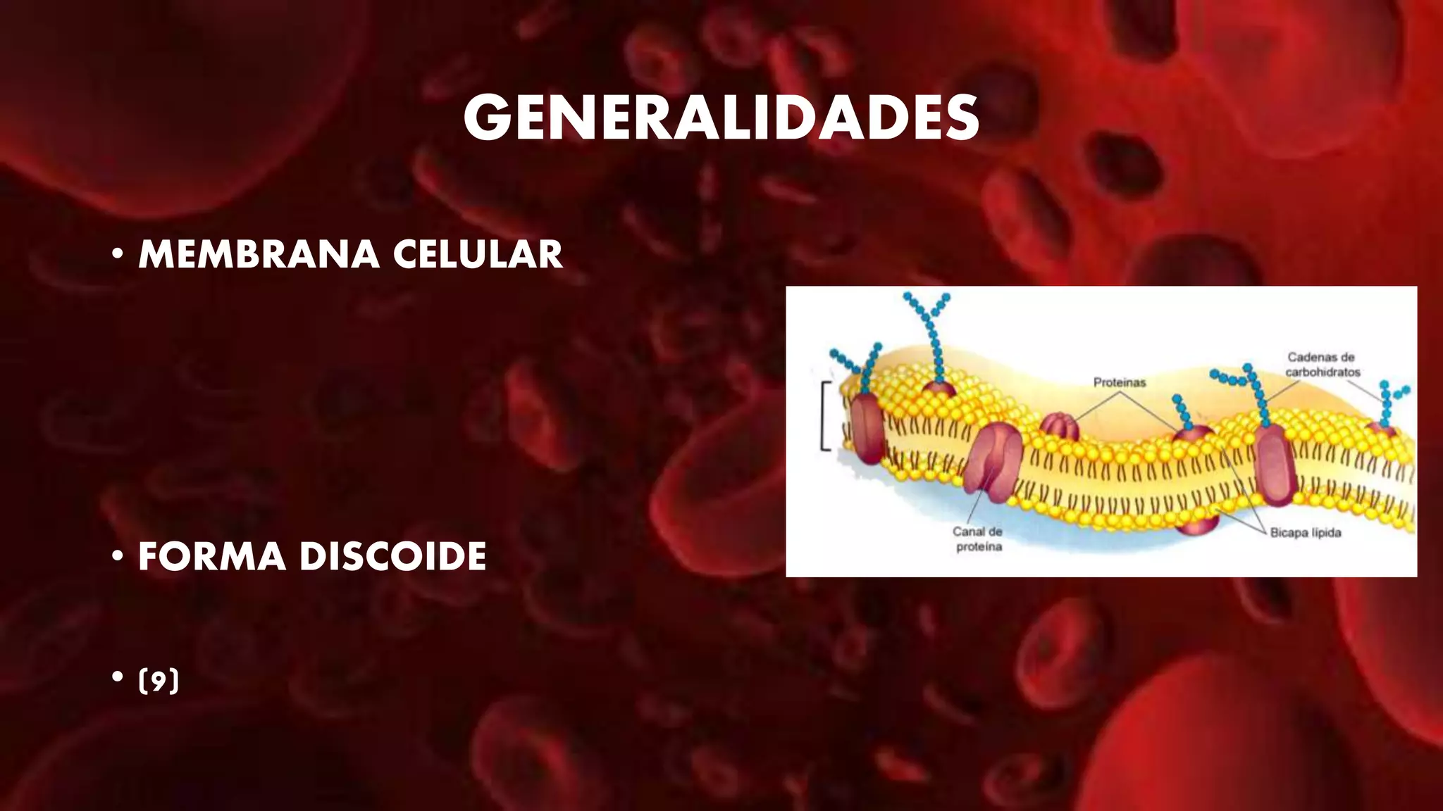Membrana eritrocitaria | PPTX | Blood Disorders | Diseases and Conditions