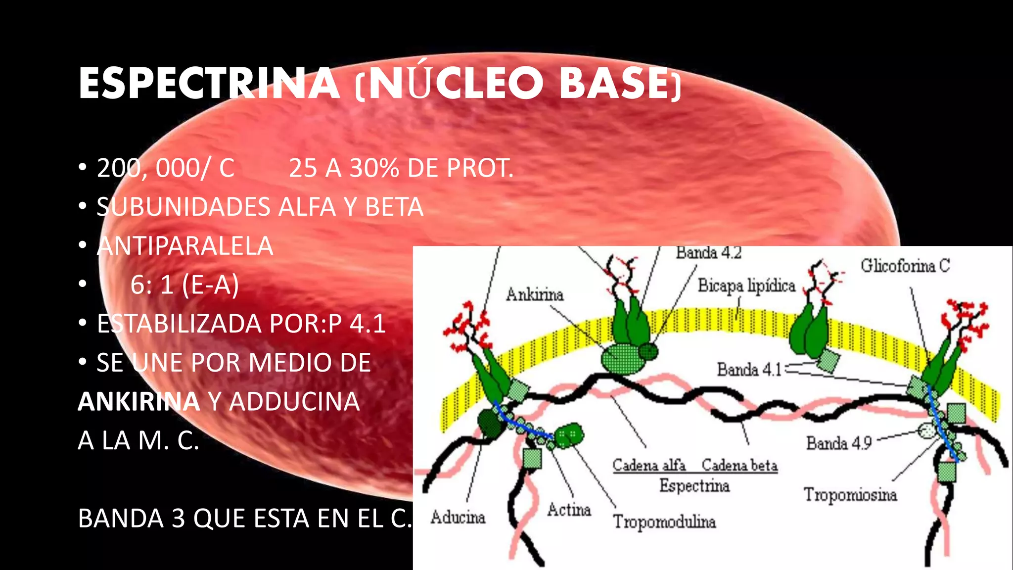Membrana eritrocitaria | PPT