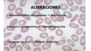 Membrana eritrocitaria | PPTX