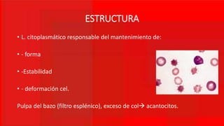 Membrana eritrocitaria | PPTX