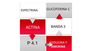 Membrana eritrocitaria | PPTX