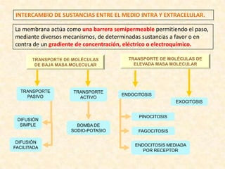 Membrana plasmatica | PPTX