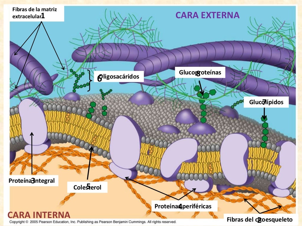 Membrana plasmatica