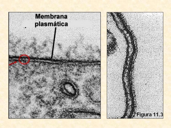 Membrana plasmatica