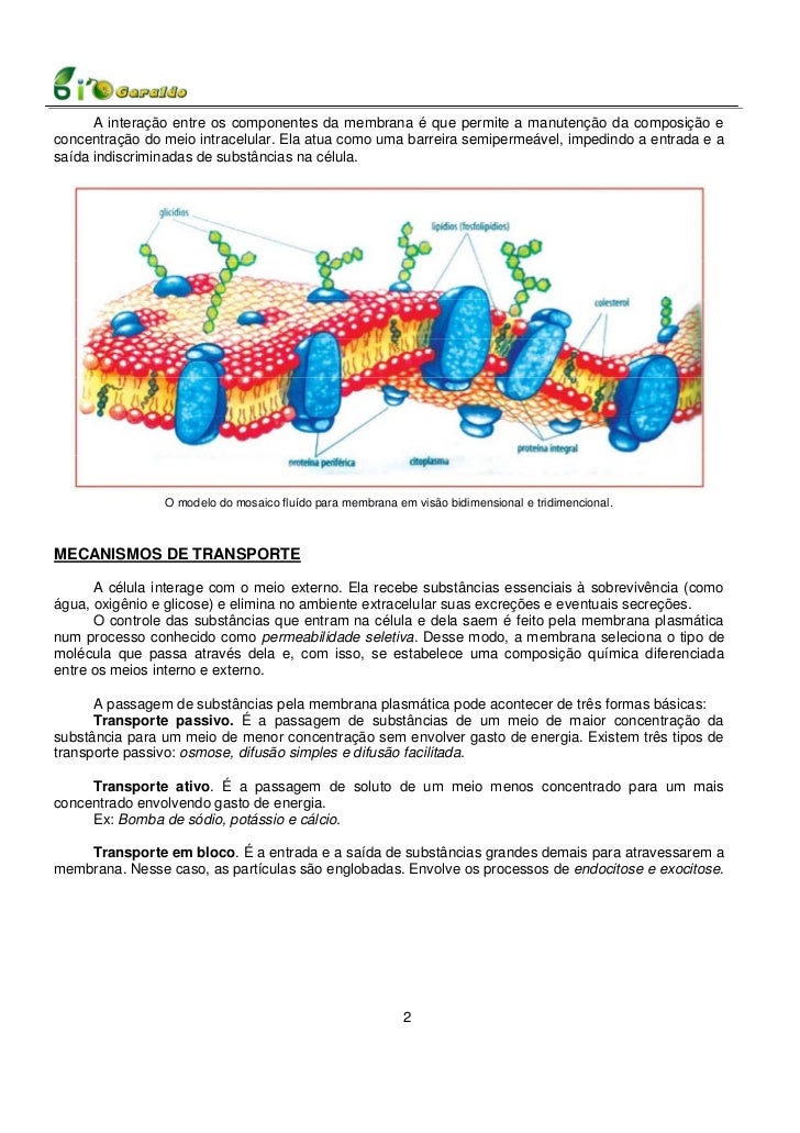 Explique A Estrutura Da Membrana Plasmatica Várias Estruturas