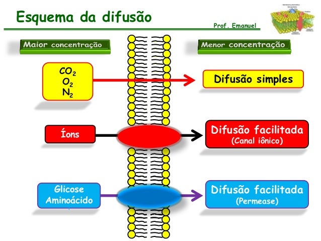 Membrana plasmatica