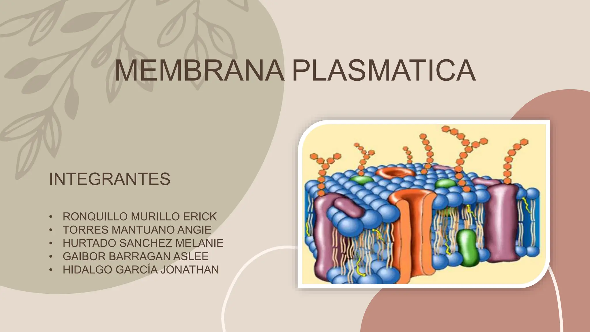 MEMBRANA PLASMATICA, ubicacion, caracteristicas, tamaño | PPT