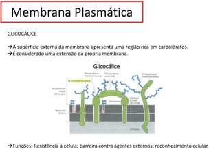 Membrana Plasmática.pptx