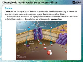 Membrana Plasmática.pdf biologia 10º ano | PDF