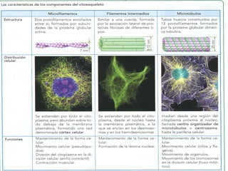 Membrana plasmática citosol y citoesqueleto.pdf