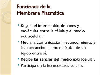 Membrana plasmática estructura _____ | PPT