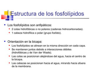 Estructura de las Membranas | PPT