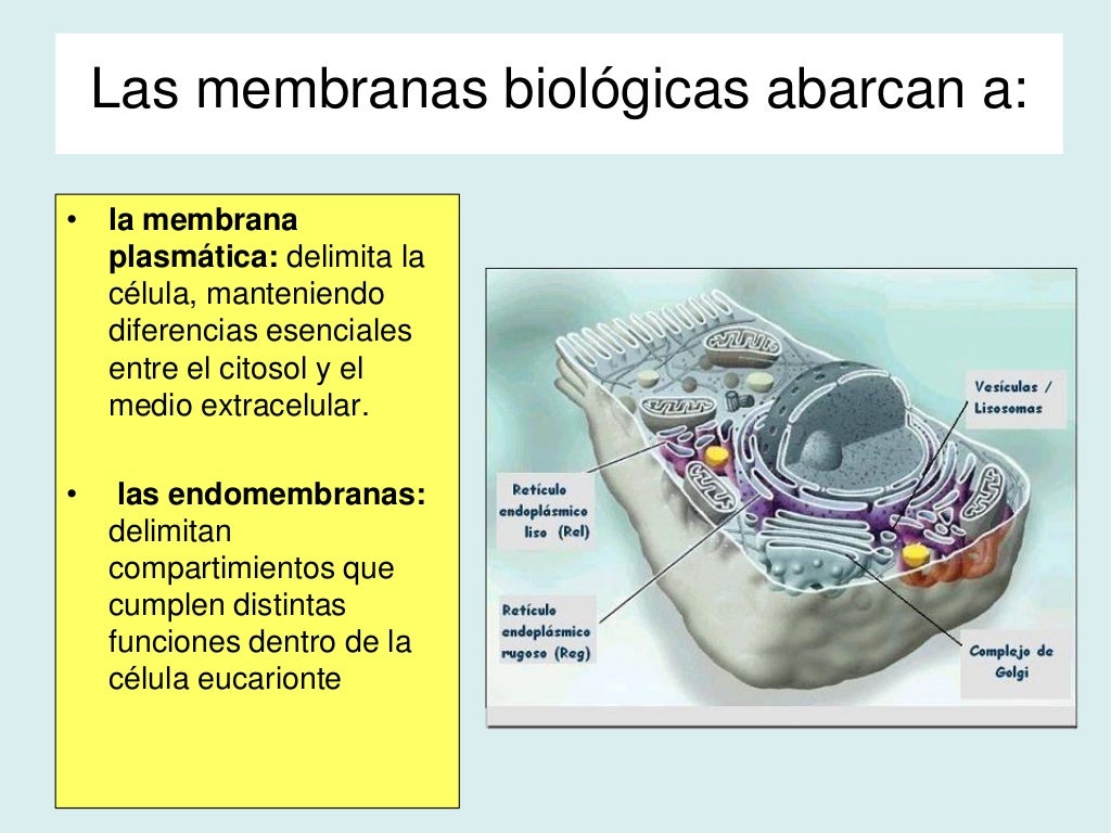 Membranas biologicas'