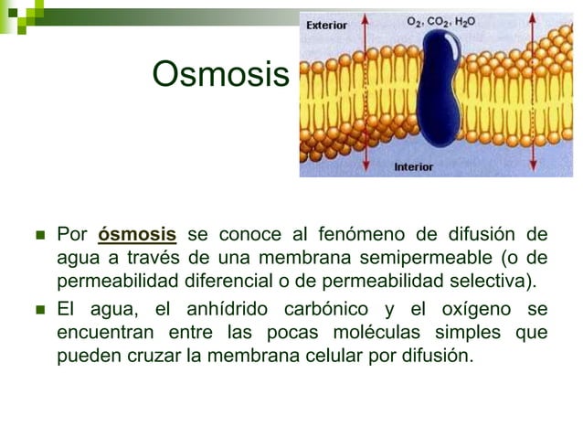 Membranas celulares y transporte de membranas | PPT