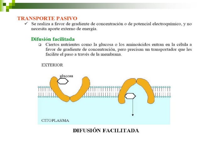 Membranas celulares y transporte de membranas | PPT