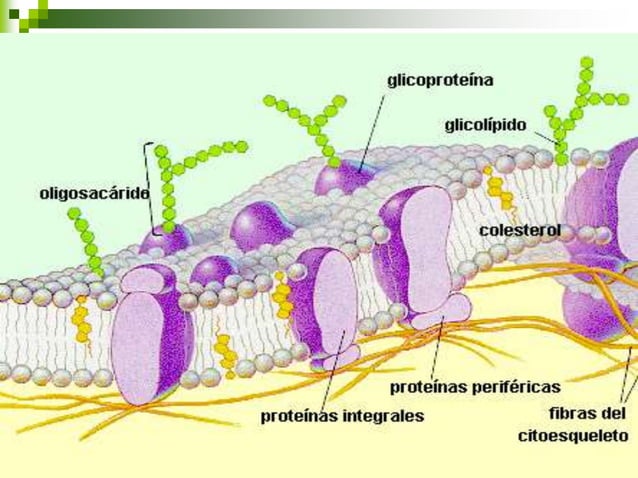 Membranas celulares y transporte de membranas | PPT