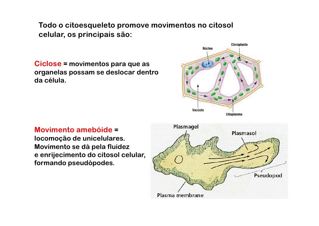 O Que É: Permeabilidade , Síndrome do intestino permeável: sintomas e ...