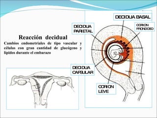 Membranas Fetales, Placenta | PPT