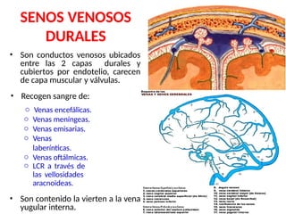 MEMBRANAS y ligamentos, medicina cervical | PPTX