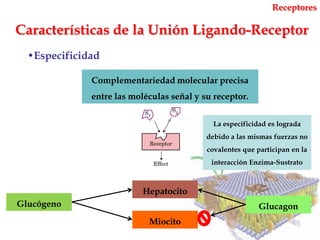 Membranas, Receptores y Hormonas - Fabián Rodríguez | PPTX
